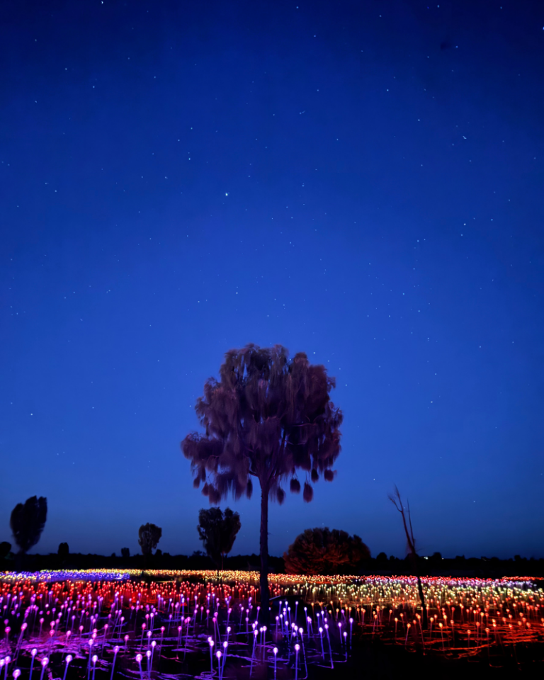 Field of Light Uluru: What to know before you go